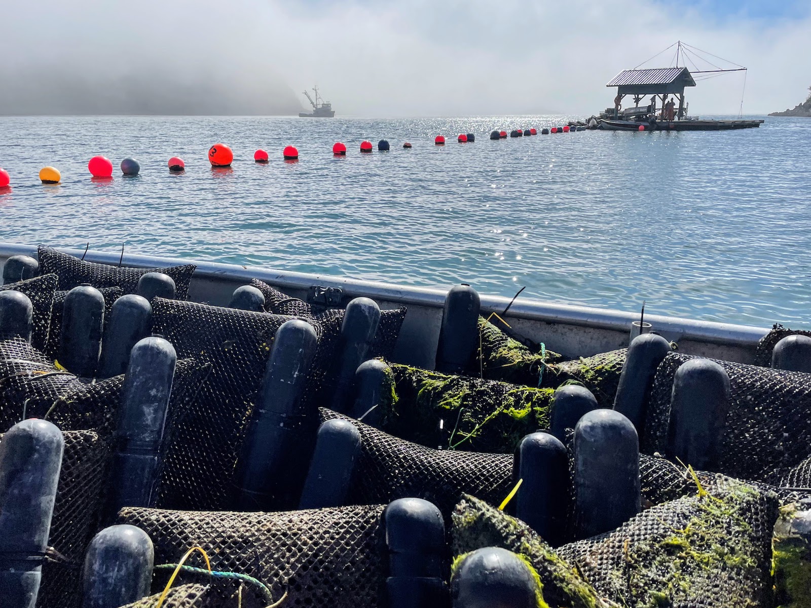 Alaska Mariculture Cluster | Developing a viable and sustainable ...